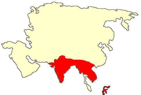 Water Bufallo Facts | Hedrick's 'Around The World In One Display'