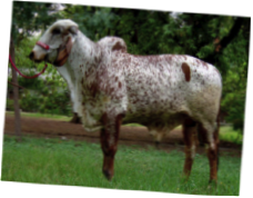 Indu-Brazil Zebu Facts | Hedrick's 'Around The World In One Display'