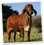 Indu-Brazil Zebu Facts | Hedrick's 'Around The World In One Display'