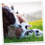 Jacob 4-Horn Sheep Facts | Hedrick's 'Around The World In One Display'